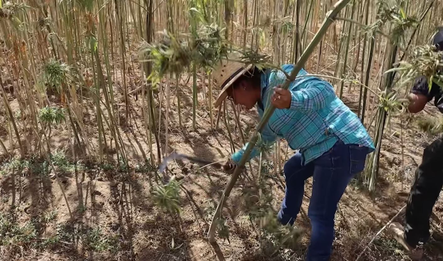 Oaxaca produce Cannabis para uso industrial - Itsmo Alternativo